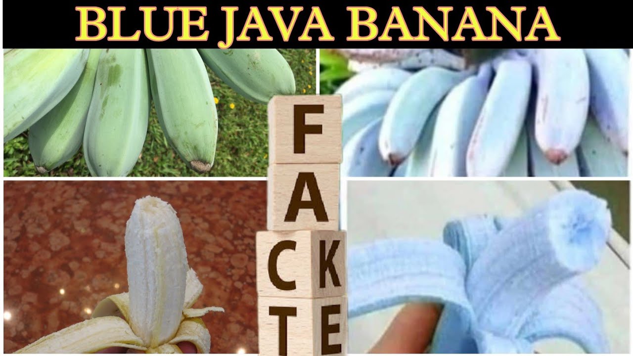 Blue Java Banana | Vanilla Icecream Banana| Whether it tastes similar ...