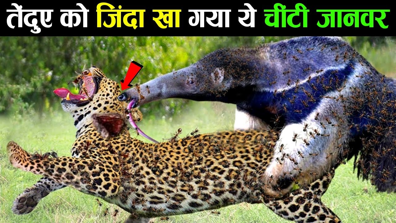 तेंदुए को जिंदा खा गया ये चीटी जानवर | Anteater Vs Jaguar | Anteater ...