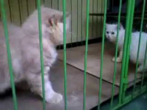 Jasa Pacak Kucing Persia Flatnose dan Peaknose - YouTube