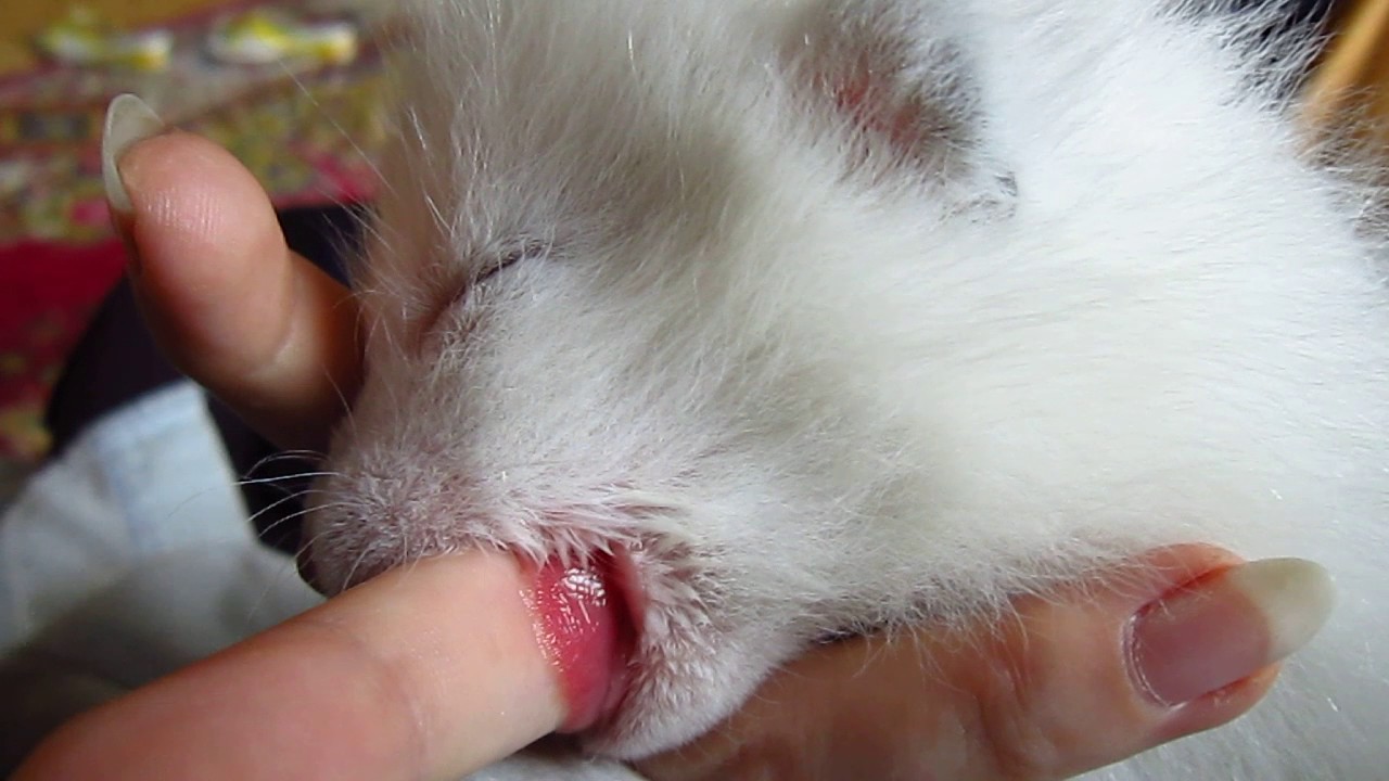 Arctic Fox kit using finger like pacifier! - YouTube