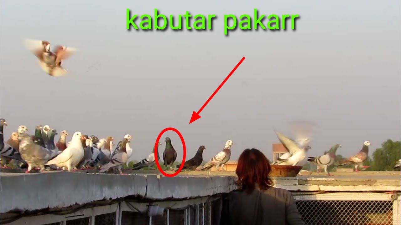 kabutar bazi ki kabootar lambi jane wali kabutar saifullah ustad ki ...