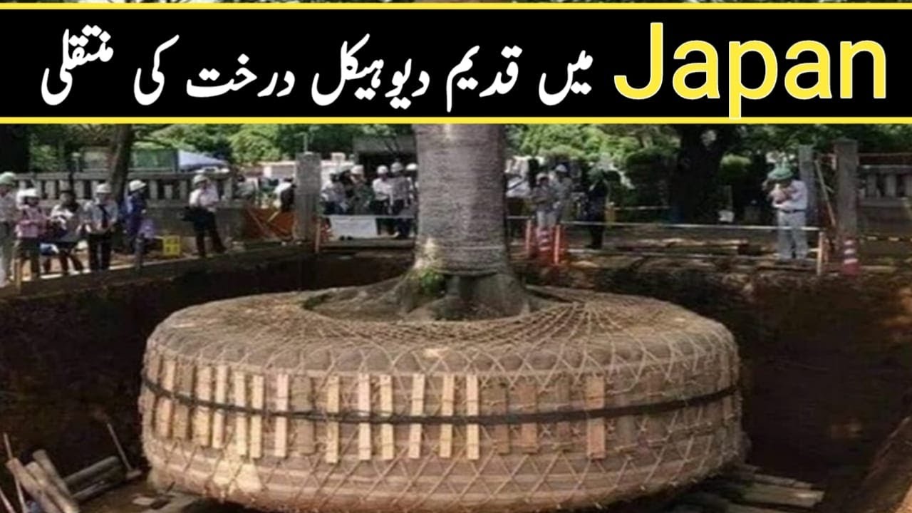 Transcending Time: Japan’s Remarkable Century-Old Tree Relocation ...