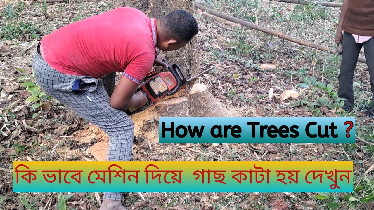 Tree Cutting Machine | Tree cutting Saw Machine | How are trees cut ...