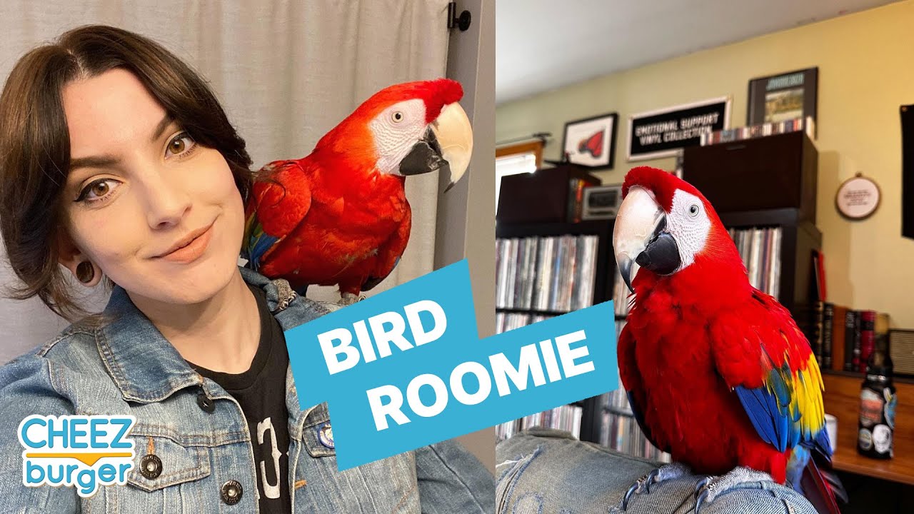 This Macaw Loves Her Human Roommates - YouTube