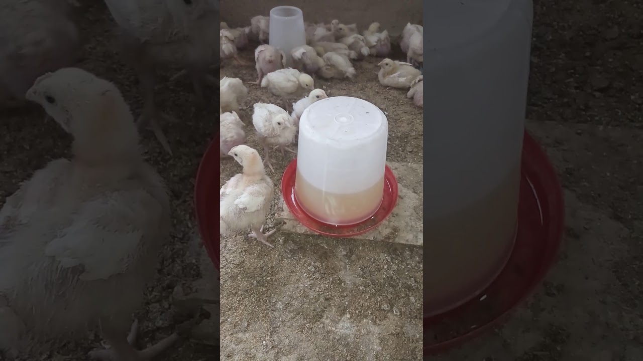 brooding system - YouTube