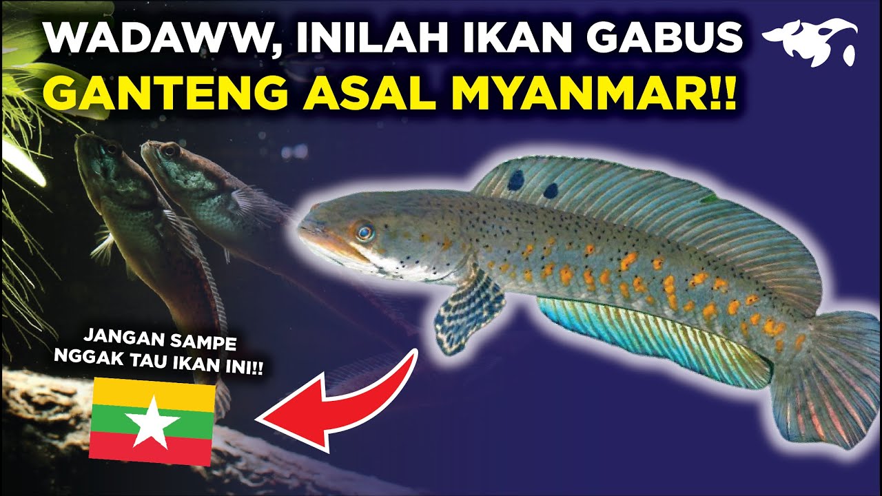 Ikan Channa Pulchra Besar 50 Jenis Ikan Channa Yang Perlu Kamu Ketahui ...