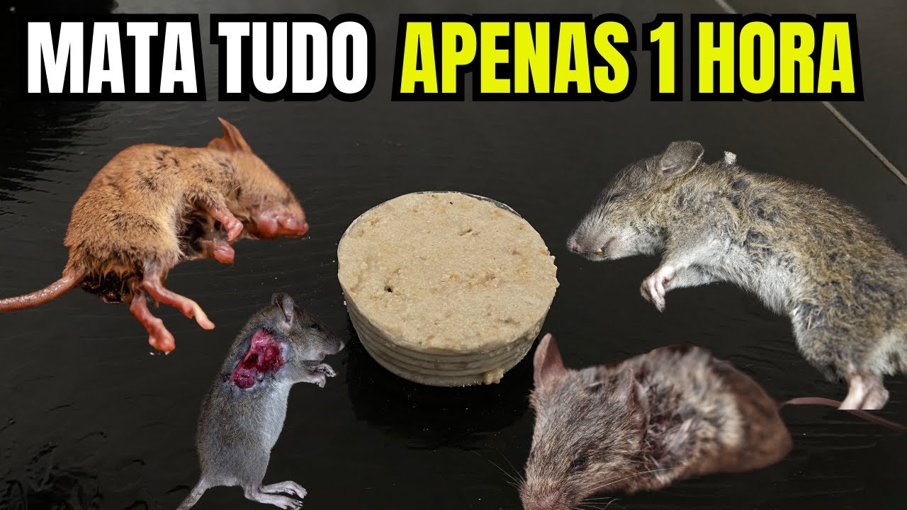Como MATAR RATOS SEM VENENO | Não gaste mais 1 Centavo para Matar Ratos ...