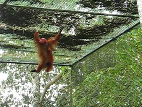 Quistococha, mono Uakari o huapo rojo - YouTube