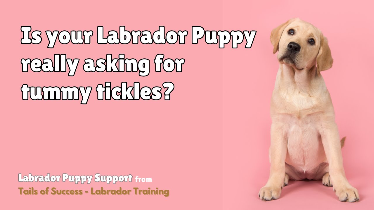 Is your Labrador Puppy really asking for tummy tickles? Or could it be ...