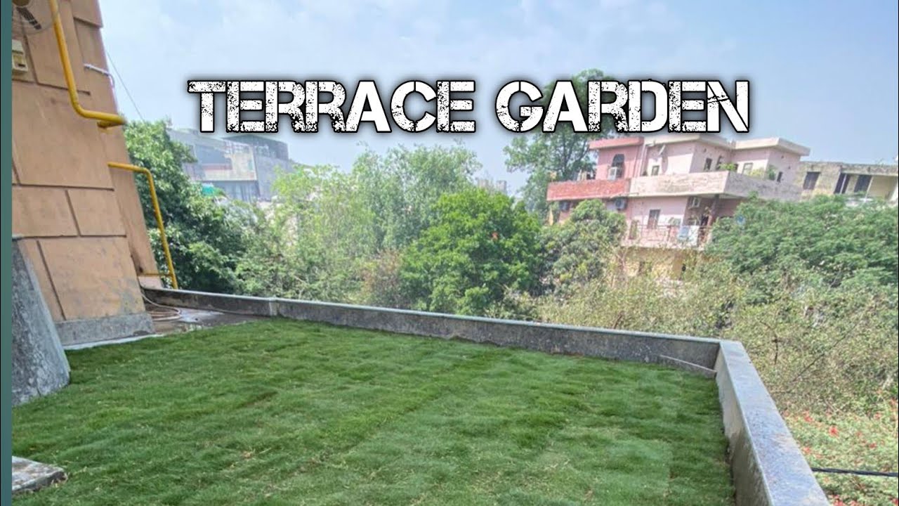 👍Natural Mexican Hybrid Grass | terrace garden in hindi - YouTube