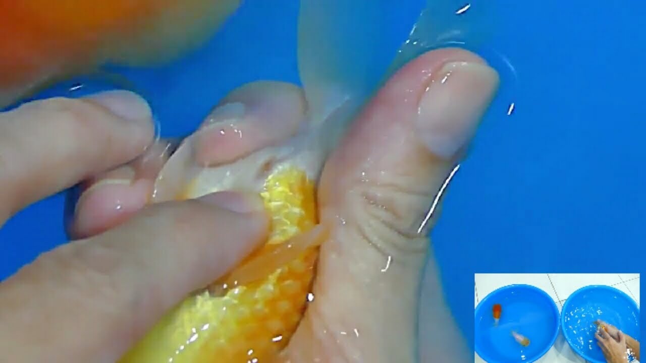 Goldfish Hand Breeding (Tutorial) - YouTube