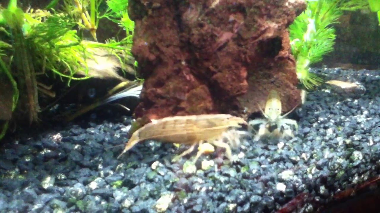 Mountain Fan Shrimp - YouTube