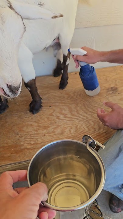 Goat Milking Routine! We milk once a day and they've gotten used to the routine. #goatmilk # ...