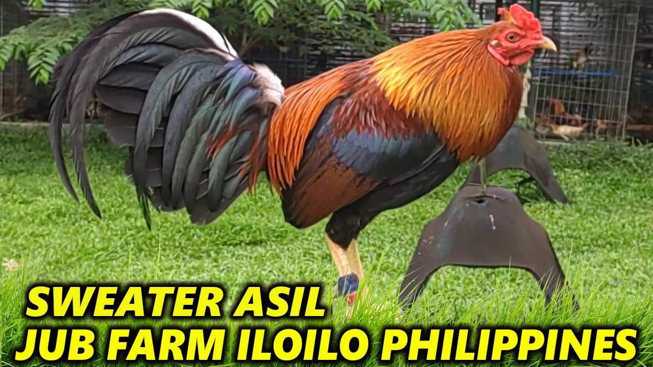 Sweater Asil Gilmore Hatch Kelso - JUB FARM ILOILO PHILIPPINES - YouTube