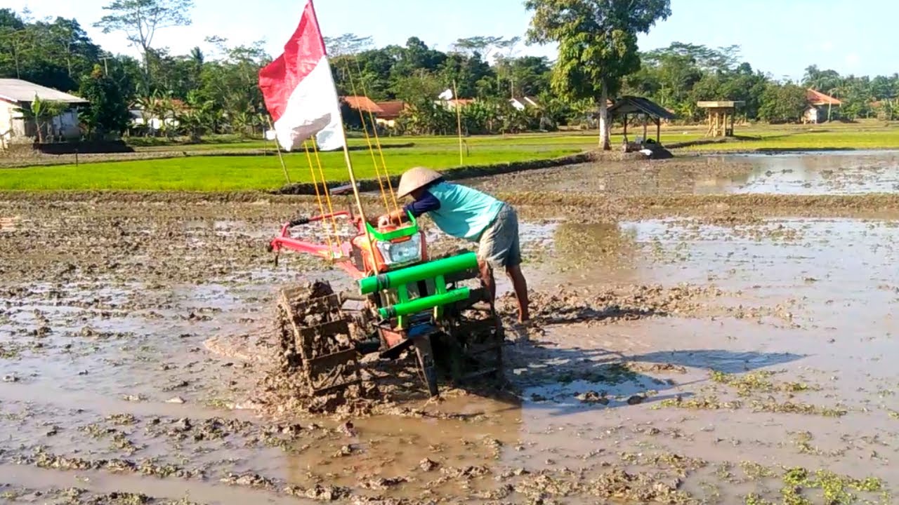 Traktor sawah quick diesel kubota mengolah lahan sawah di siang hari ...