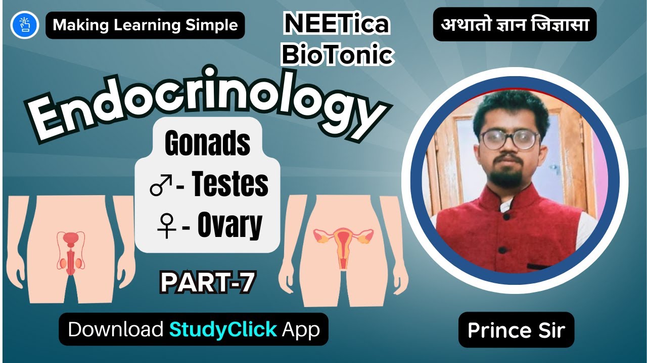 Gonads: Male - Testes and Female - Ovary and Hormones | Endocrinology ...