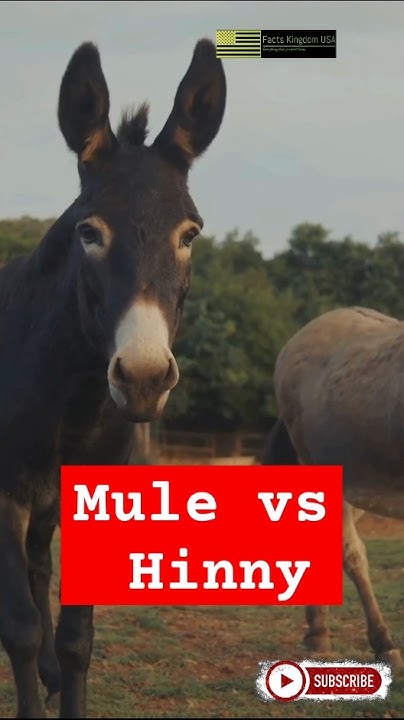 Mule vs Hinny: What's the Difference? #shorts - YouTube