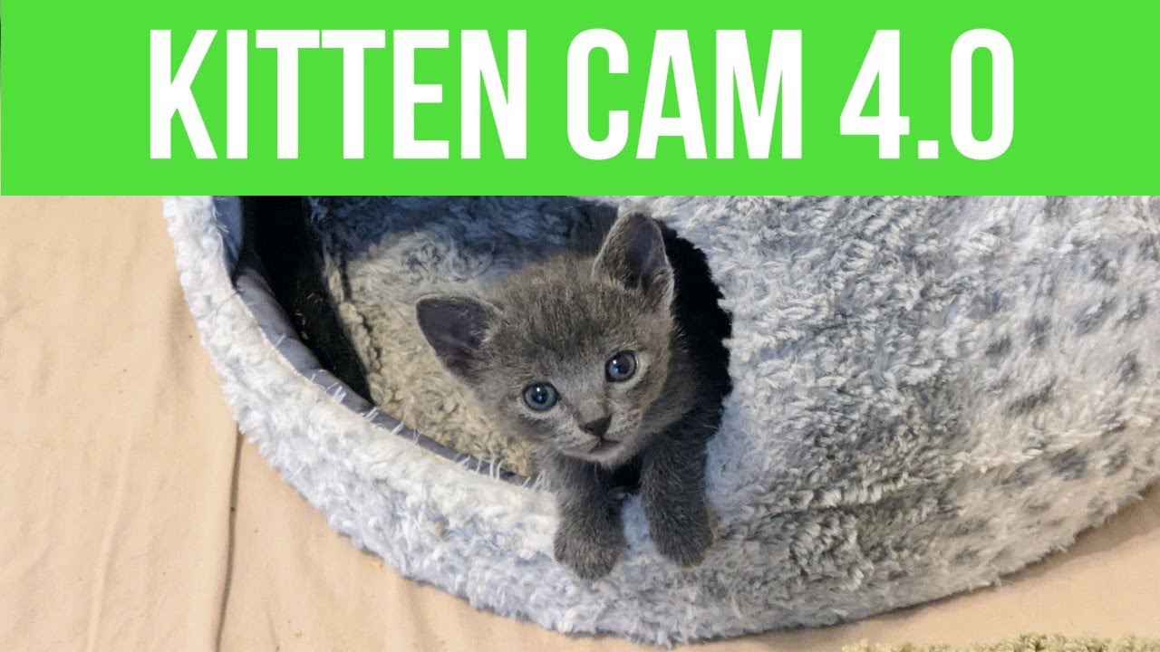 Kitten Cam 4.0 - Night 32: 9 kittens growing up - YouTube