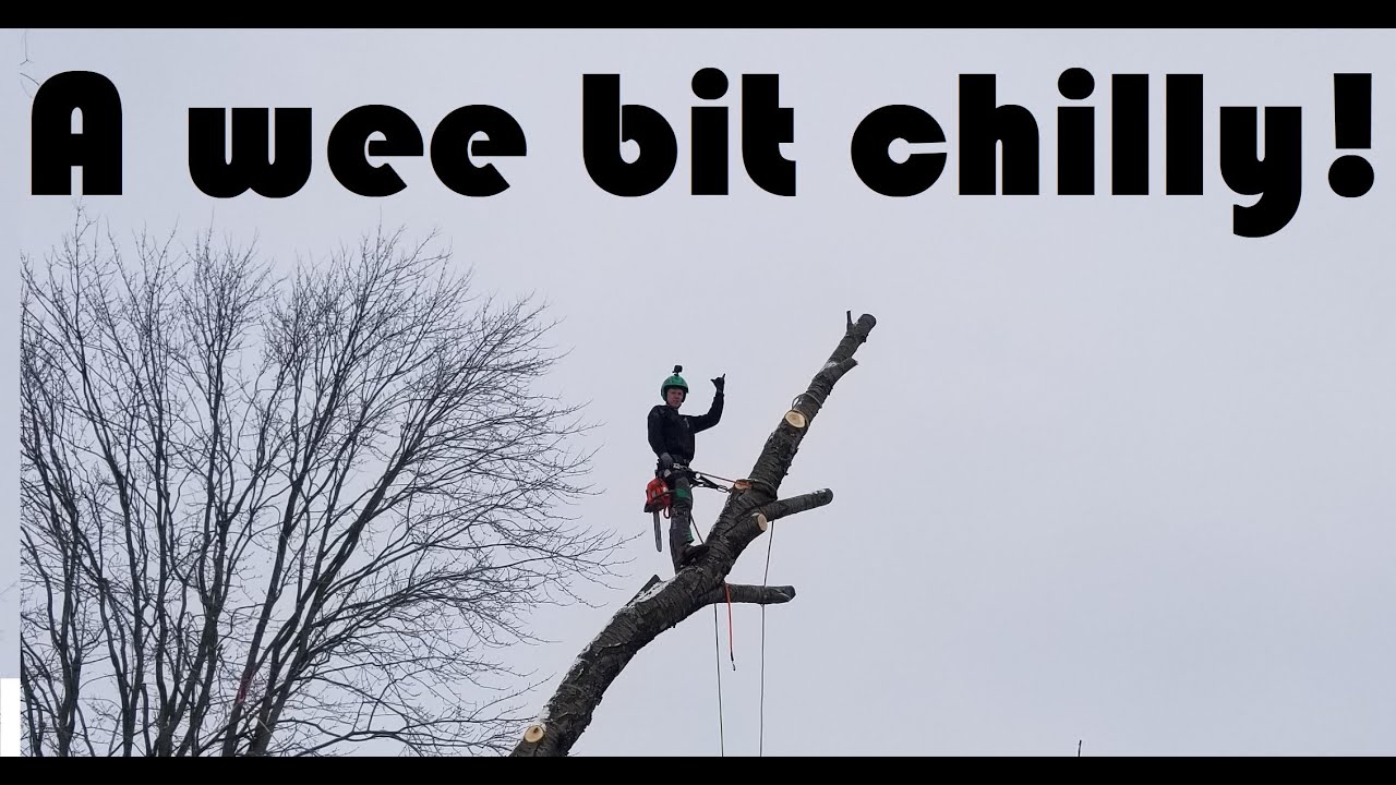 Climbing a Tree in the Snow - YouTube