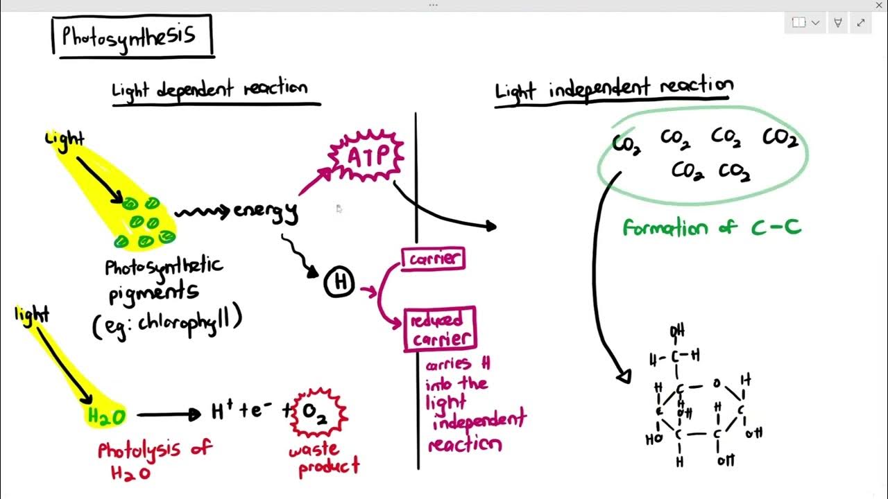 13-1 Introduction to Photosynthesis (Cambridge AS A Level Biology, 9700 ...