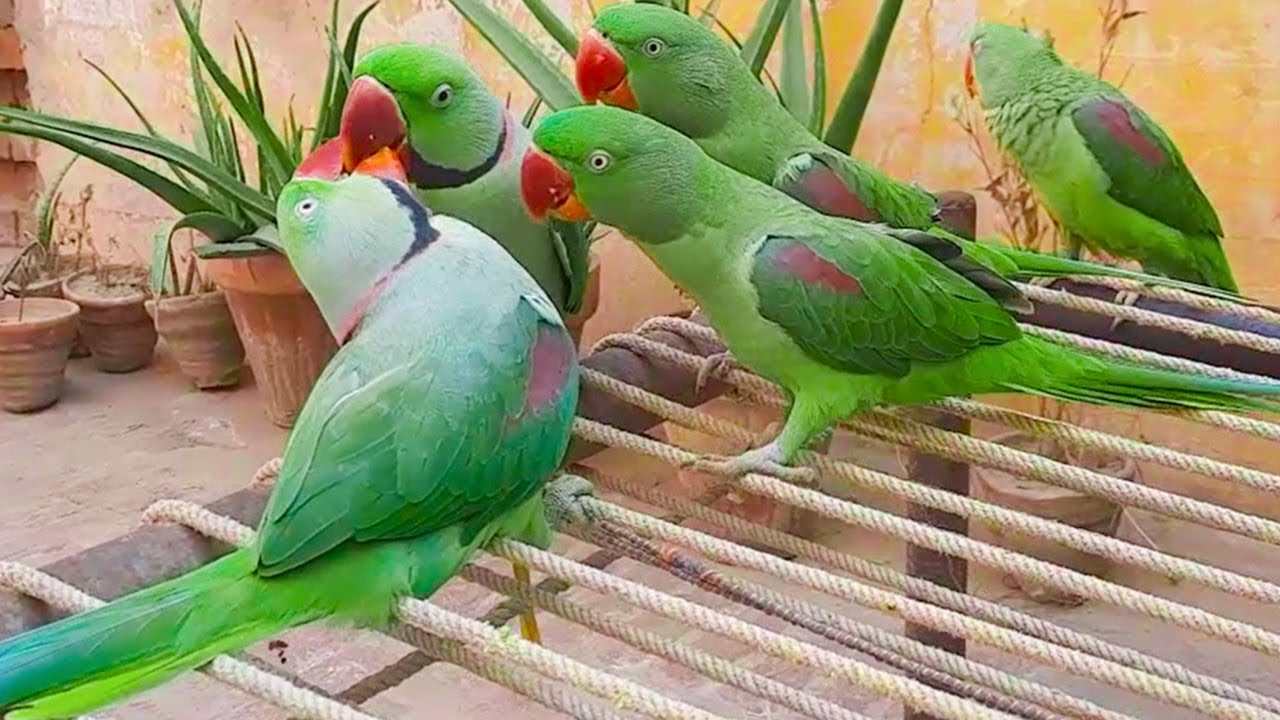 Five Gorgeous Alexandrine Talking Parrots Playing With Each Other On ...