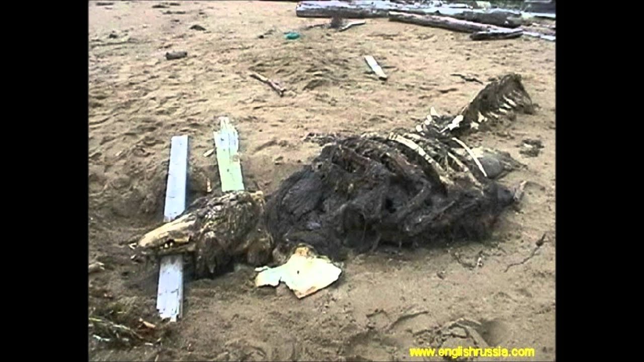 Animal Mutante Encontrado - YouTube