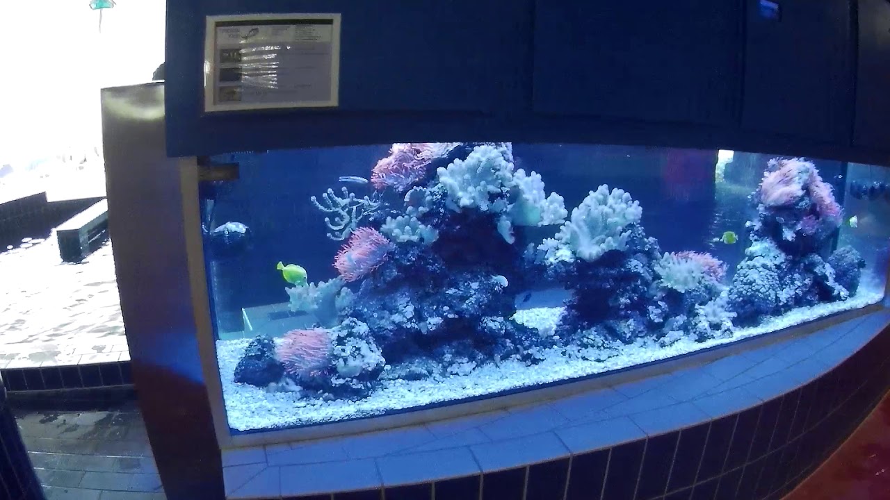 Aquarium at Aqua Palace - YouTube