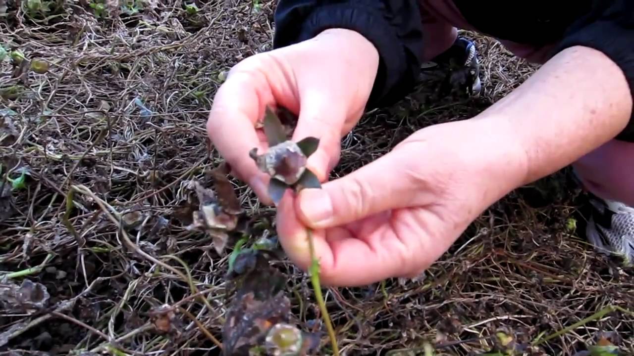 Korea 2010: Deodeok Farm in Ulleungdo - YouTube