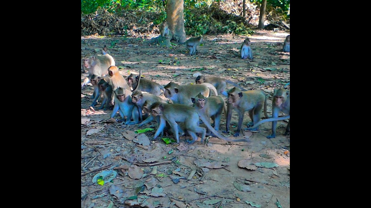 all beloved monkeys surprise to see baby phyton snake - YouTube