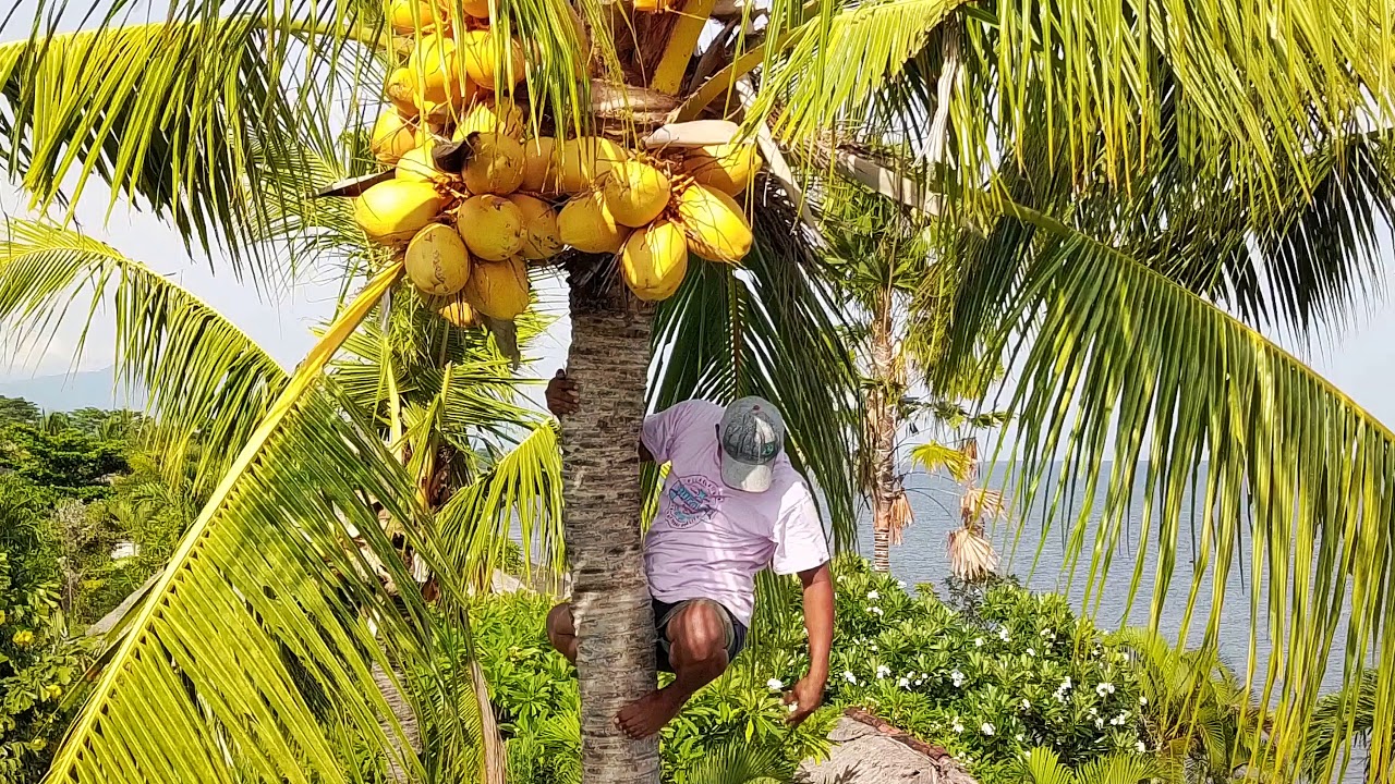 WATCH! Coconut Climbing @ www.balivacationhomes.com - YouTube