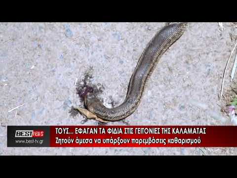 ΤΟΥΣ ΕΦΑΓΑΝ ΤΑ ΦΙΔΙΑ ΣΤΗΝ ΚΑΛΑΜΑΤΑ - YouTube
