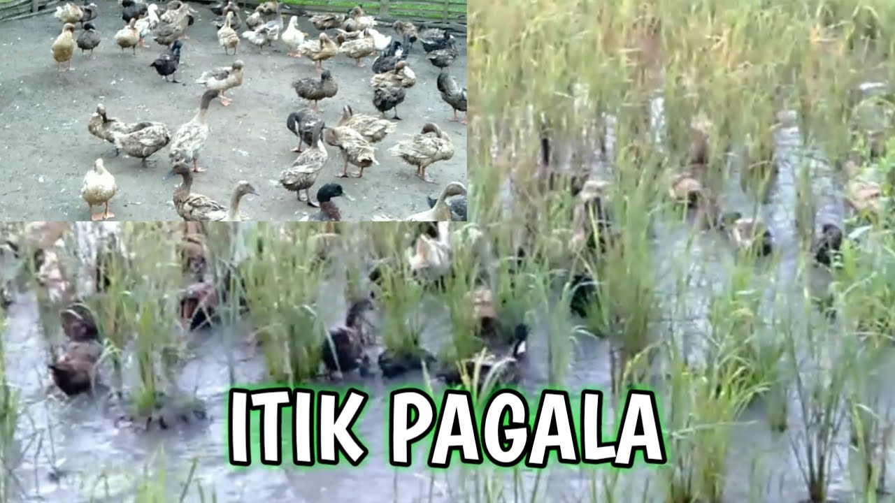 PINAKATIPID NA PARAAN SA PAG AALAGA NG ITIK | DUCK FARMING | CentTV ...