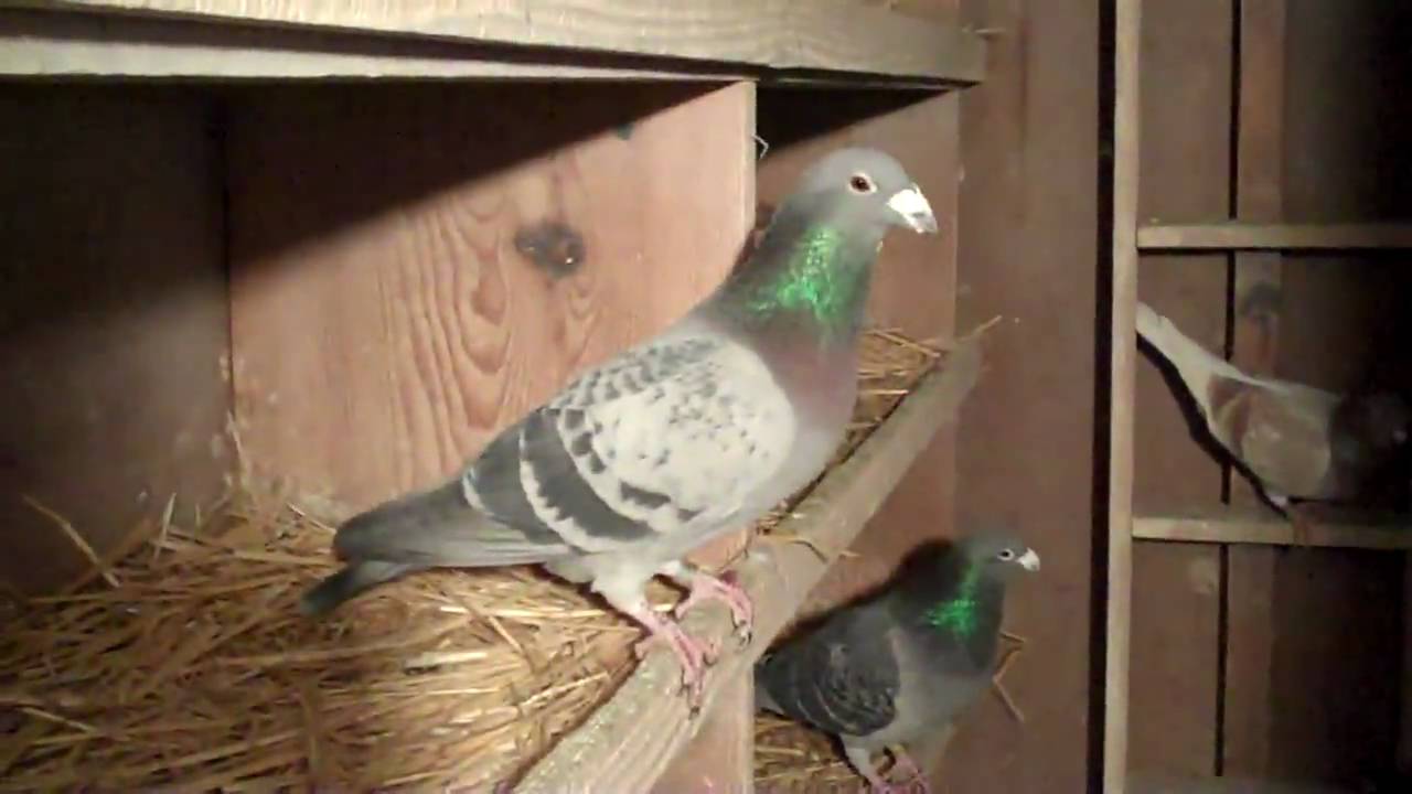 CHECKING ON MY BREEDERS...FINALLY PUT THEM TOGETHER. - YouTube