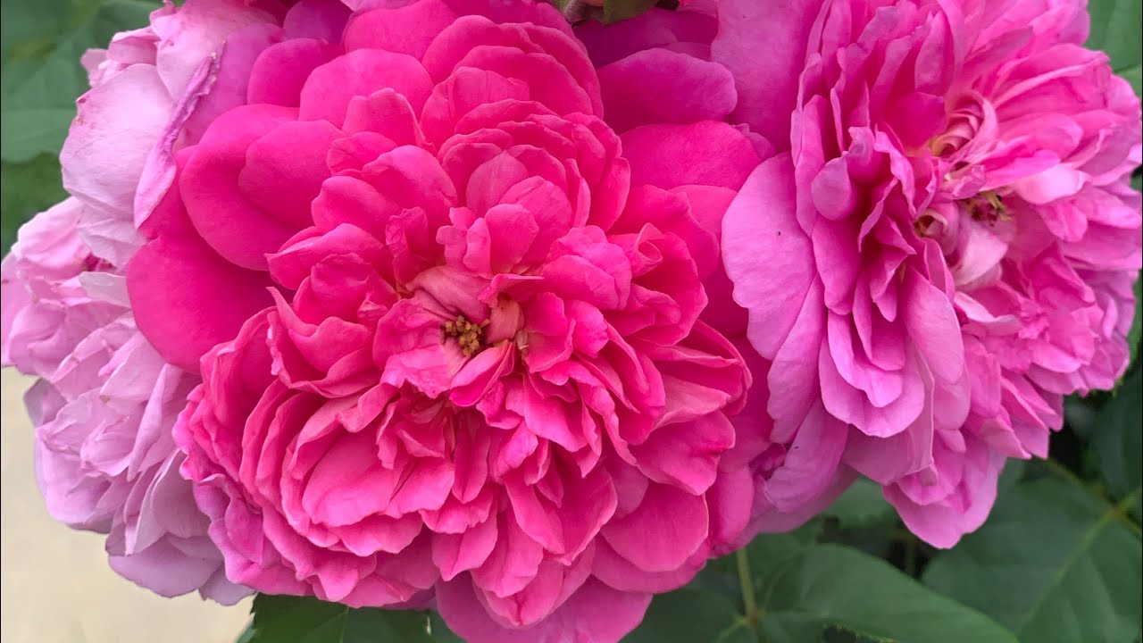 Royal ‘PRINCESS ANNE rose’ 👑 #relaxation David Austin standard tree # ...