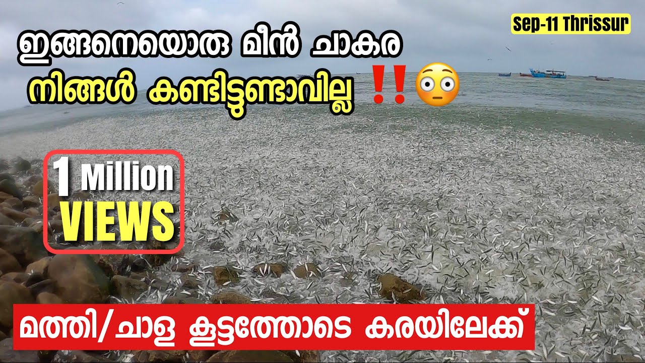 Fish Chakara | Chala Chakara| ചാള കൂട്ടത്തോടെ കരയിലേക്ക് വരുന്നു. - YouTube