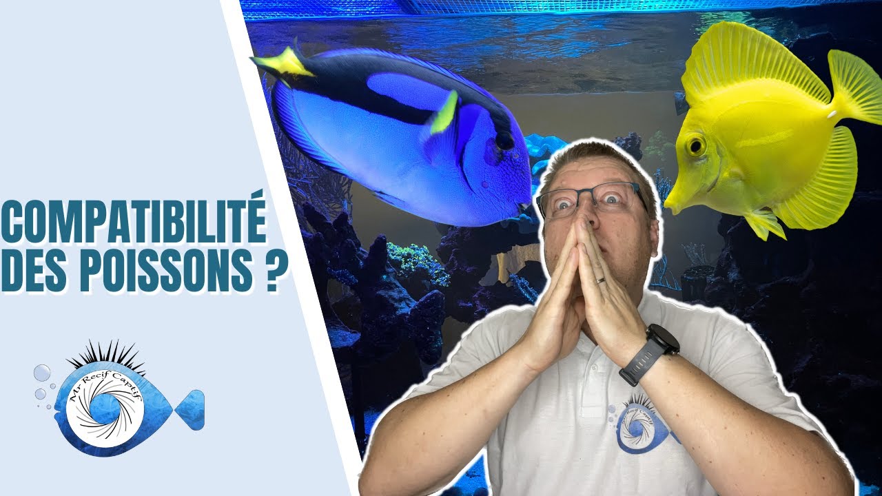 Compatibilité des poissons, Comment parfois malgré tout le soin ca peut ...