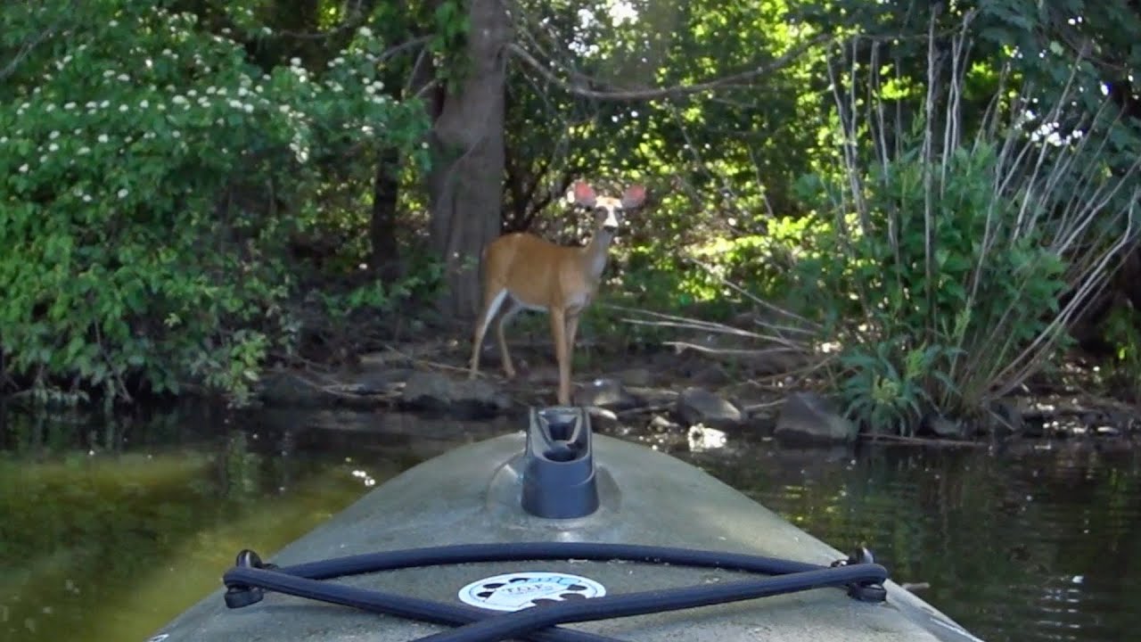 Kayaking the OVERPECK CREEK - YouTube