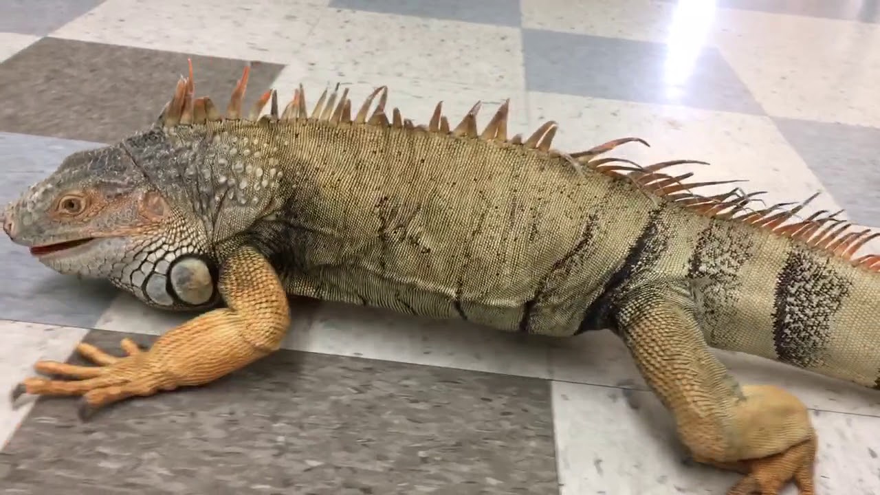 Animal assembly 6 - YouTube