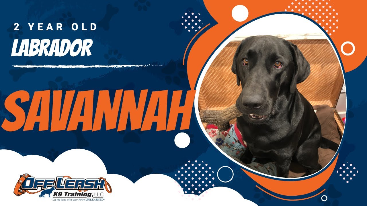 Savannah | One Week Board and Train | Southern Utah Best Dog Trainers ...