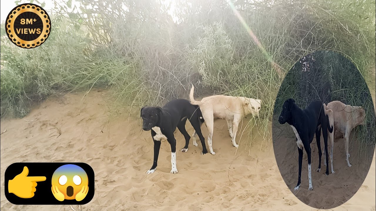 Dog Mating Season 2k25 😍 || dog breeding process - YouTube