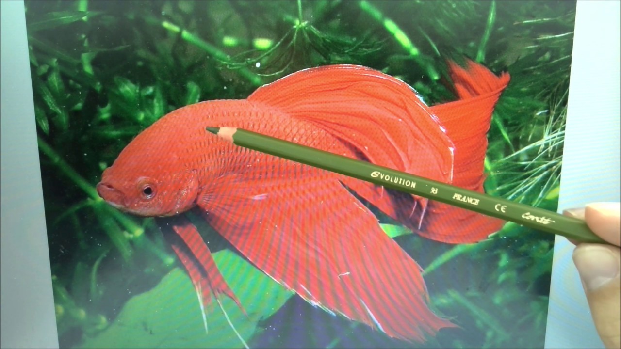 A la découverte d'un poisson combattant : Rouge - YouTube