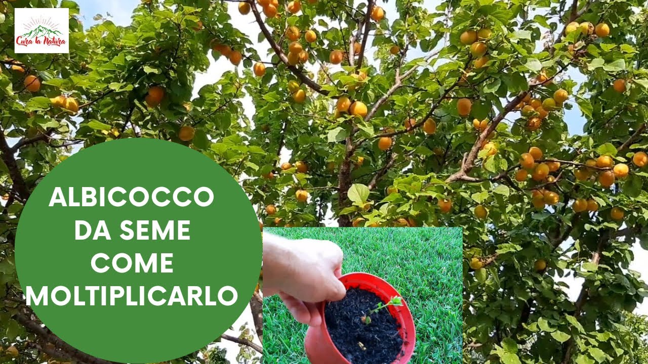 Albicocco da seme - come seminare il nocciolo di albicocca - YouTube