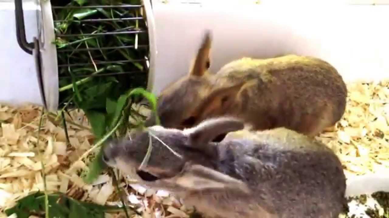 Baby Patagonian Cavies enjoying some fresh dandelion - YouTube