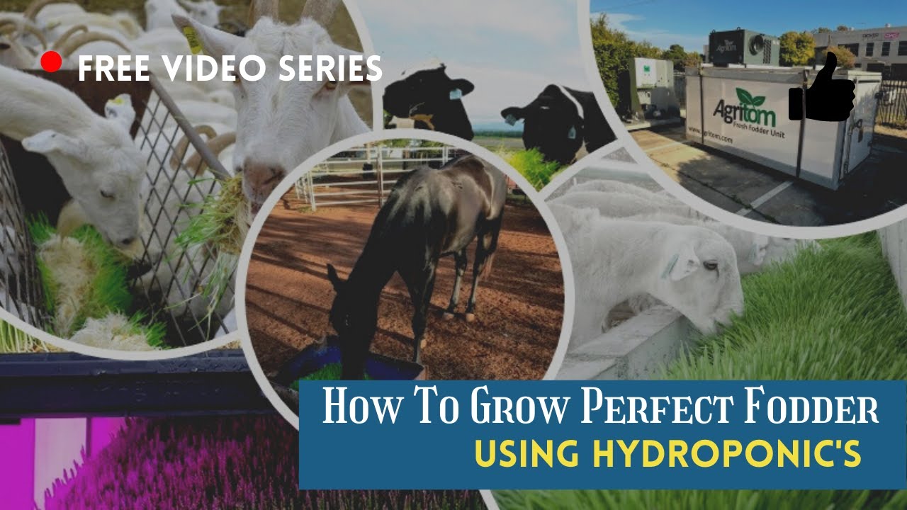 How to grow the Perfect Fodder video 1 - YouTube