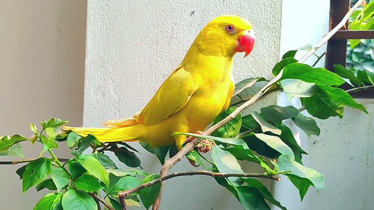Yellow Indian Ringneck Parrot | Yellow Ringneck Talking Parrot || - YouTube
