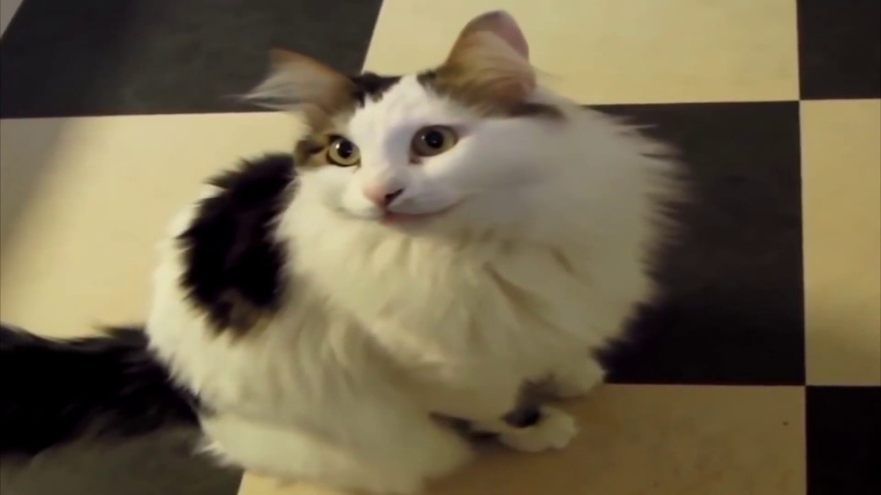CUTE😍-Cats talk to humans and each others. - YouTube