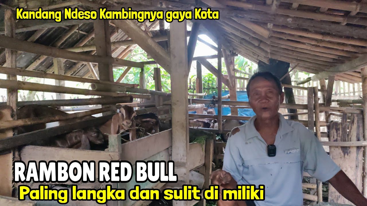 SETIAP LAHIR 4 EKOR. KAMBING RAMBON RED BULL, PALING SULIT DI MILIKI ...
