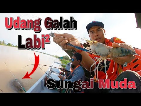 Mancing Udang Galah JENGGO Sungai Muda Tarikan Padu Monster Labi-labi s194