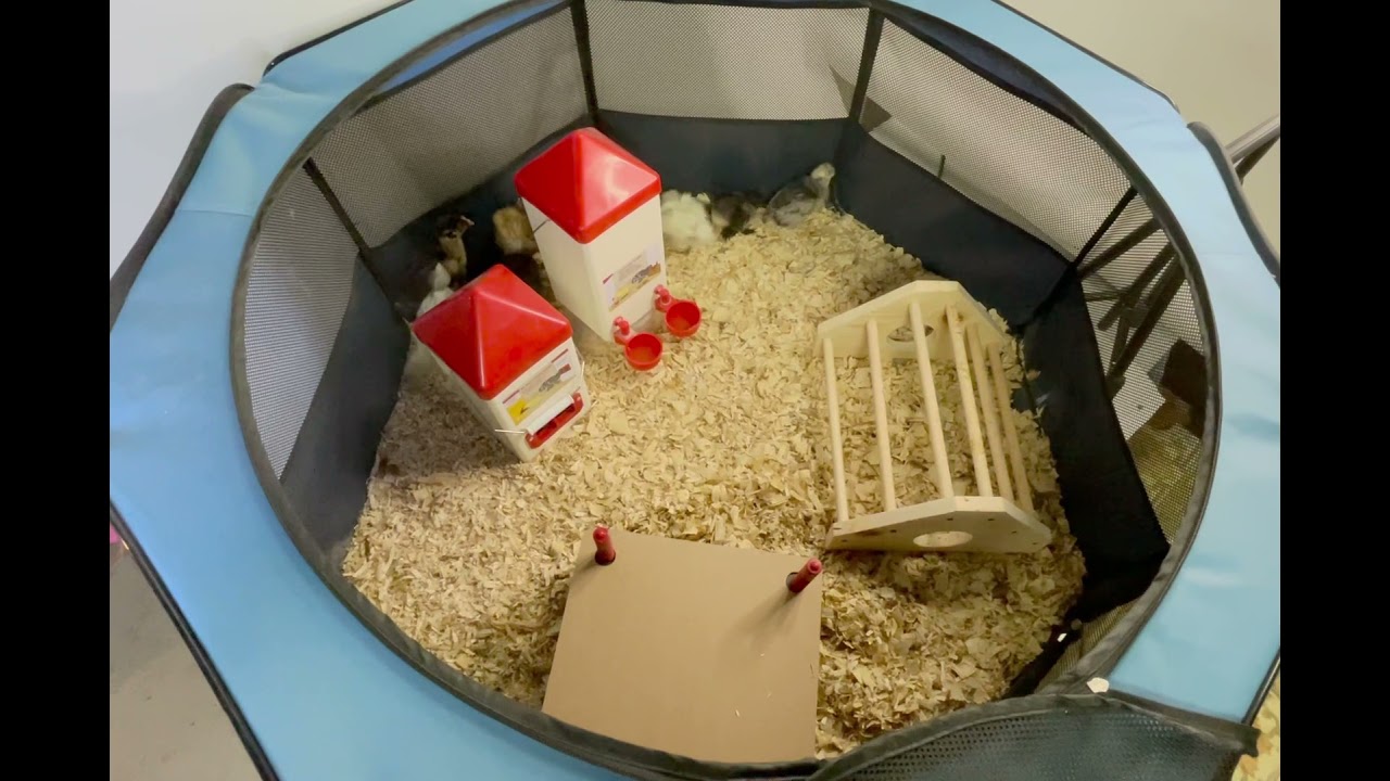 Hen Pen Pop-Up Brooder - YouTube
