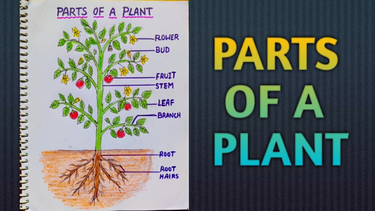 Easy drawing/Plant drawing easy/How to draw a Plant/ Parts of a ...